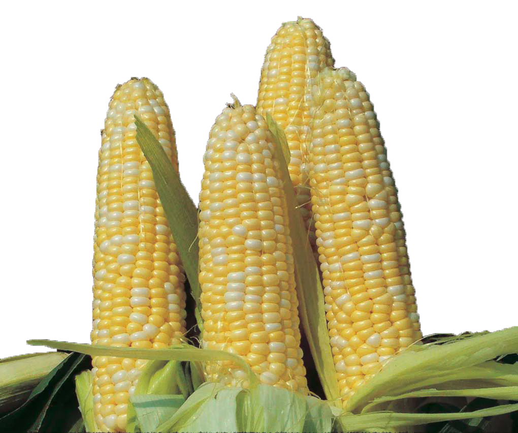 Peaches And Cream Sweet Corn – Musso's Market